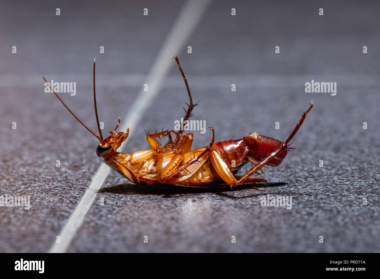A dying cockroach with her egg at the end of her abdomen Stock Photo ...