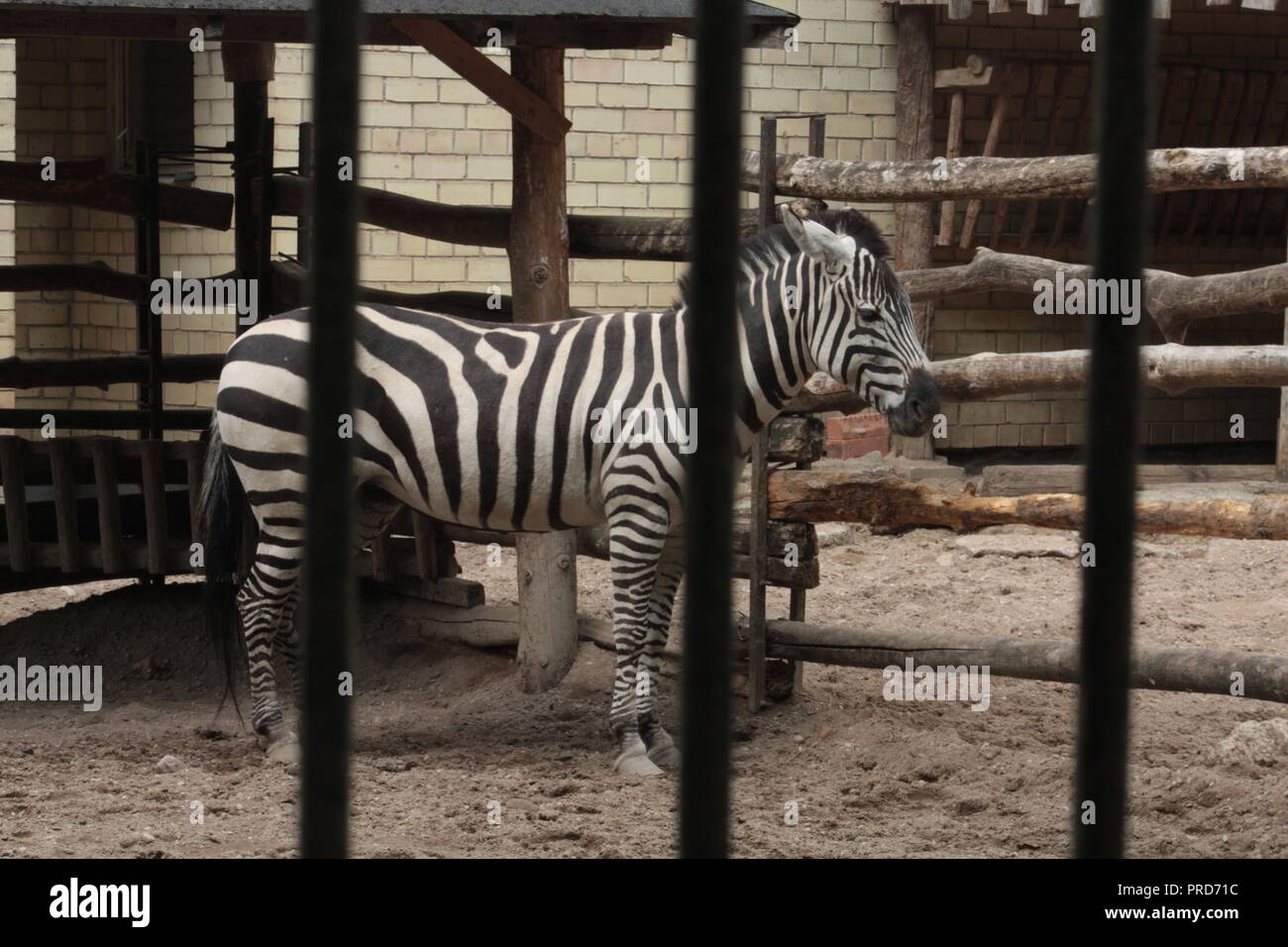 Poor zebro hi-res stock photography and images - Alamy