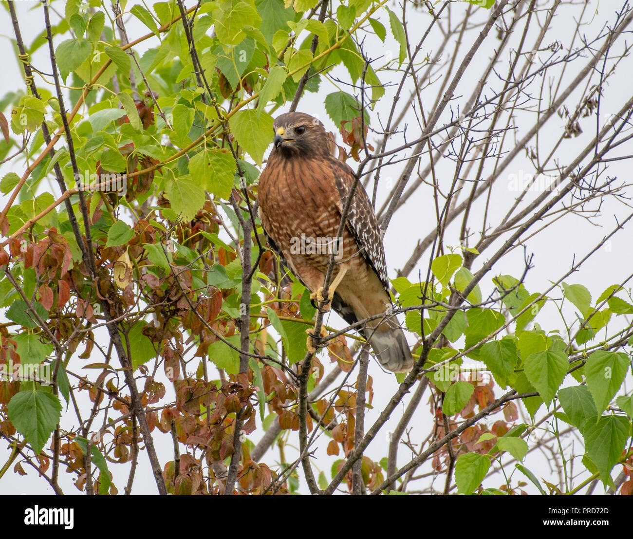 A red-shouldered hawk, Buteo lineatus, perches in a tree Stock Photo ...