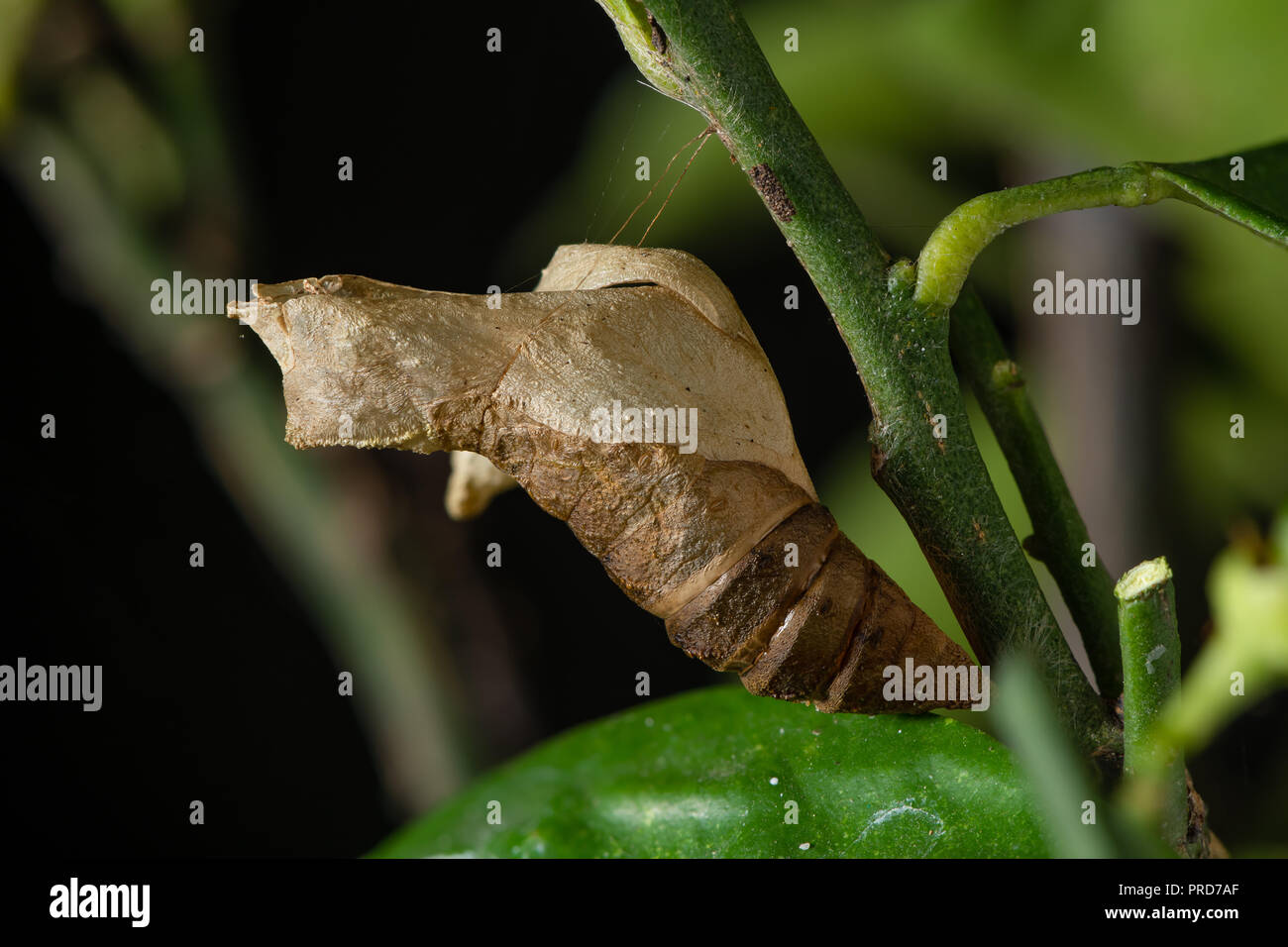 An empty cocoon of Lime Swallowtail butterfly after immature stage ...
