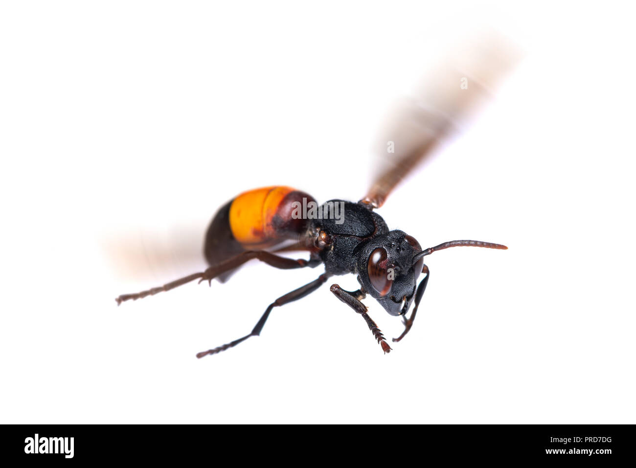 A lesser banded hornet or Vespa affinis is flying isolated on white ...