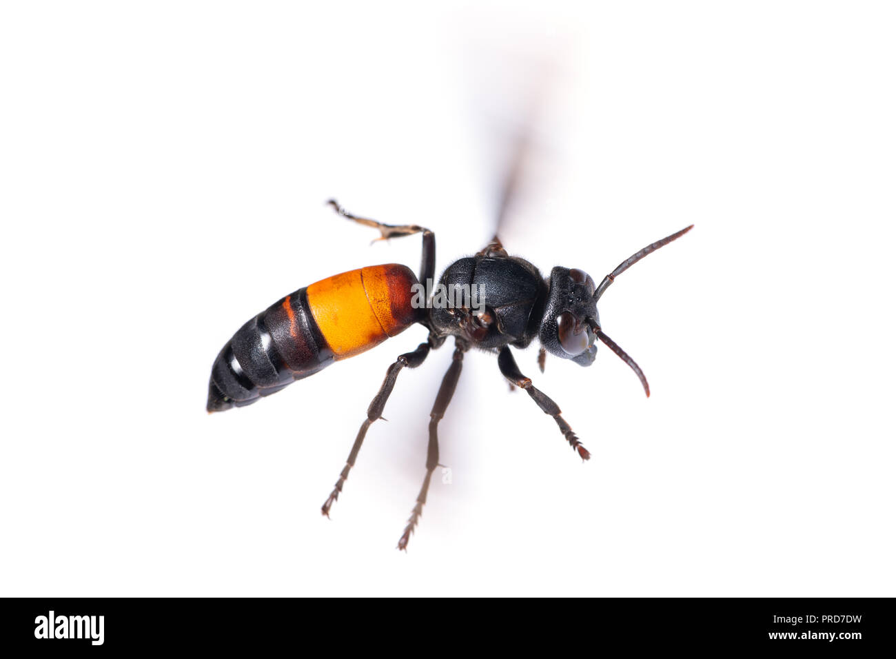 A lesser banded hornet or Vespa affinis is flying isolated on white ...