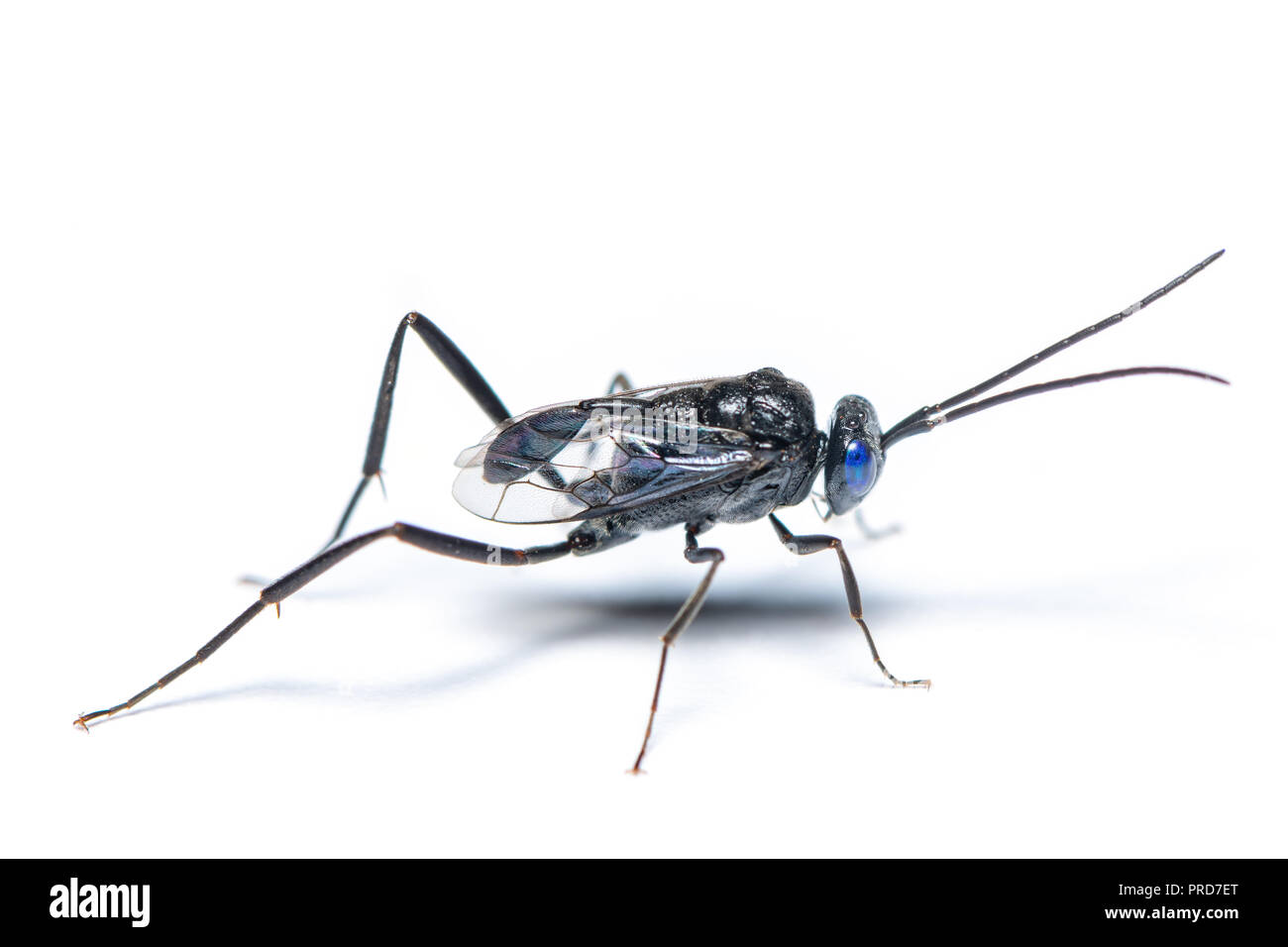 Hatchet wasps hi-res stock photography and images - Alamy