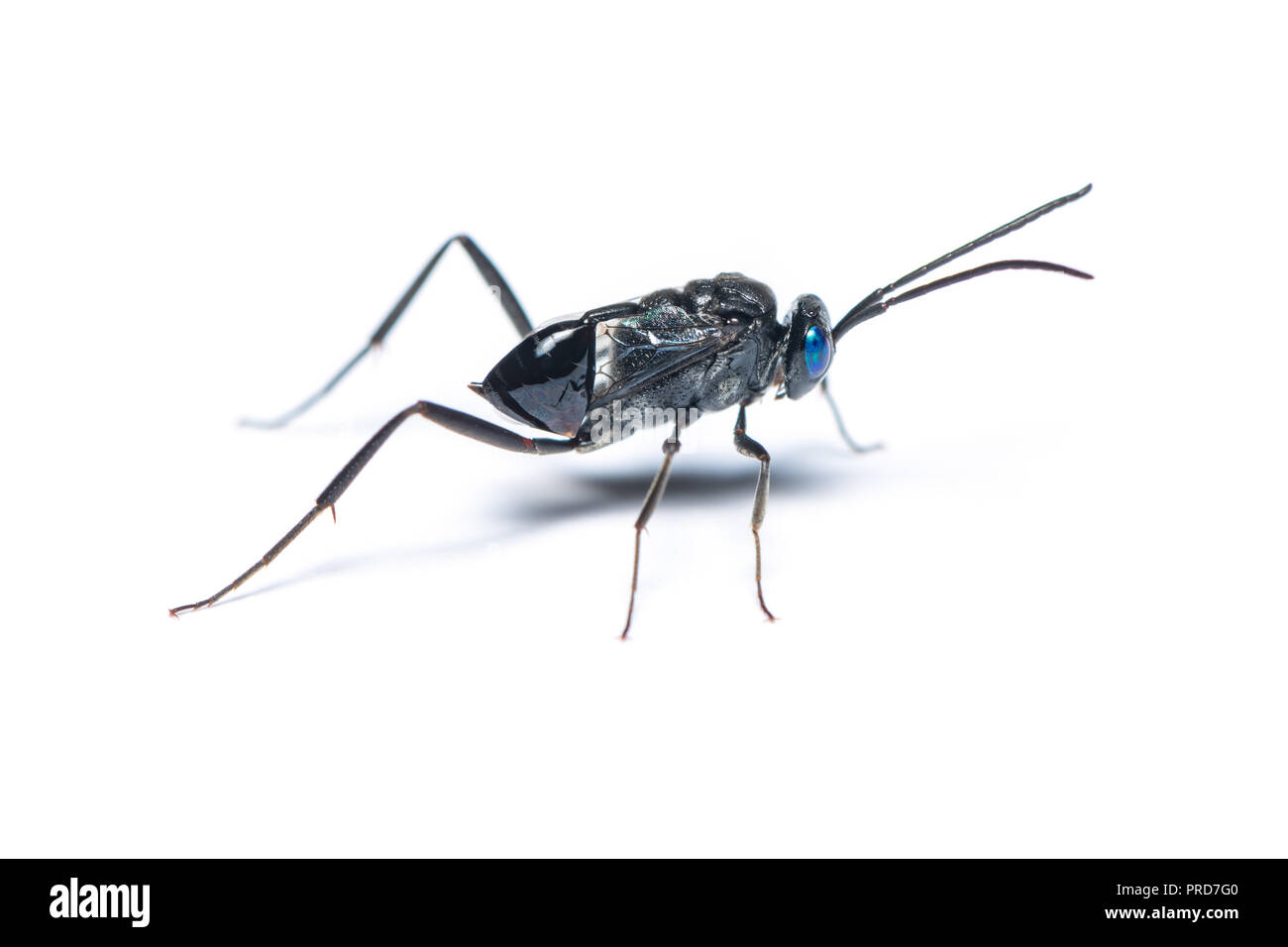 A female Ensign wasp isolated on white background Stock Photo - Alamy