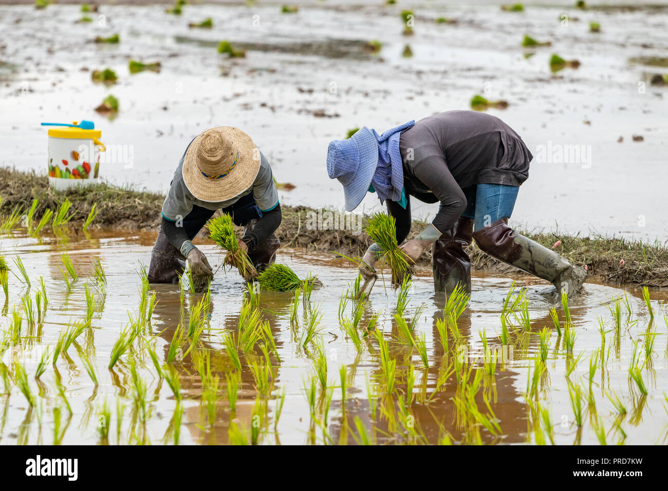 Thai farmers transplanting rice in hi-res stock photography and images ...