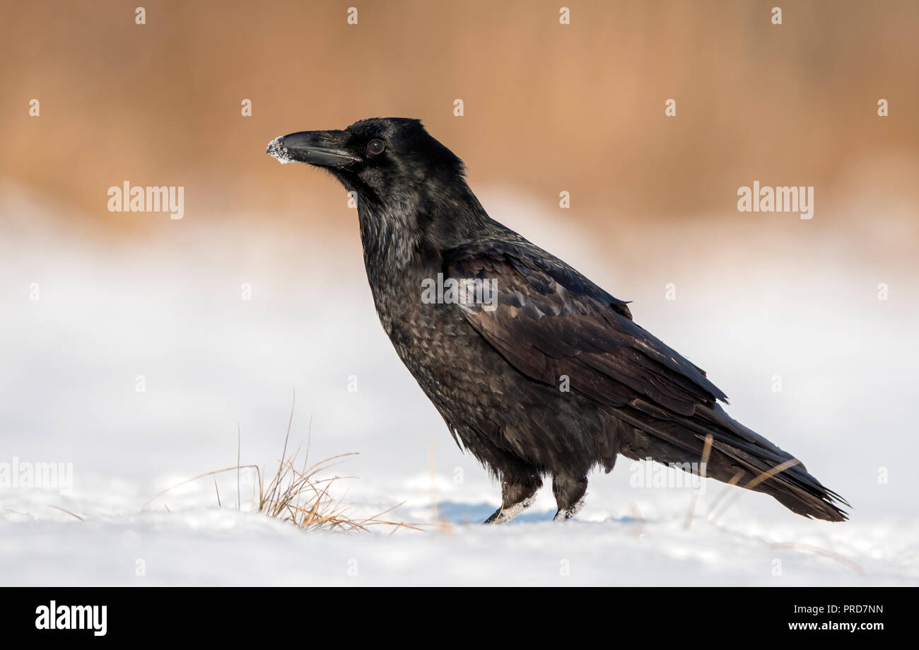 Raven (Corvus corax Stock Photo - Alamy