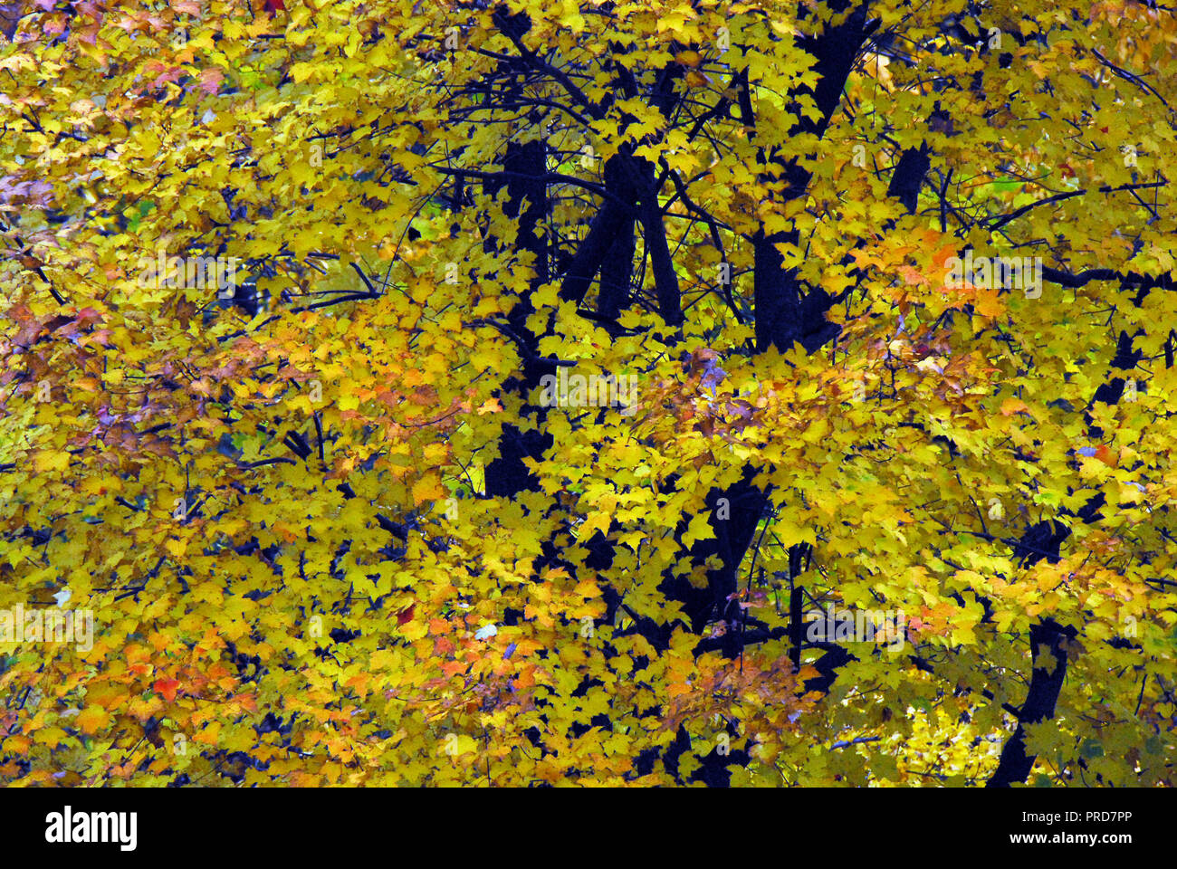 Shooting directly into a riot of fall colors in the Maple trees of ...