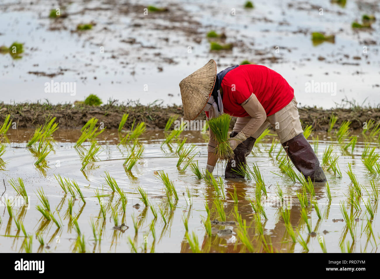Thai farmer transplant rice seedlings in a paddy field during the rainy ...