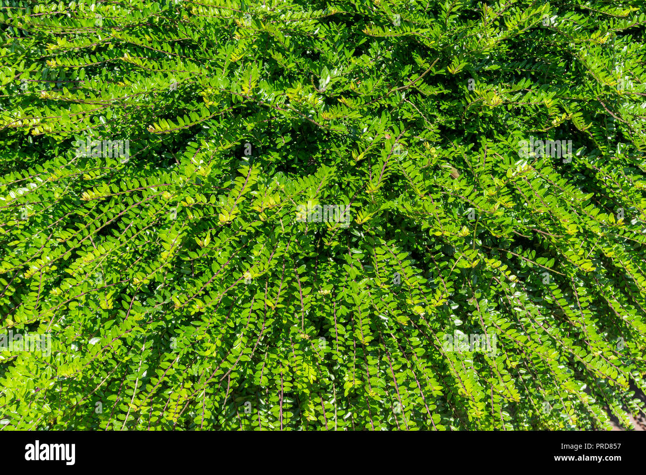 Public park plant hi-res stock photography and images - Alamy