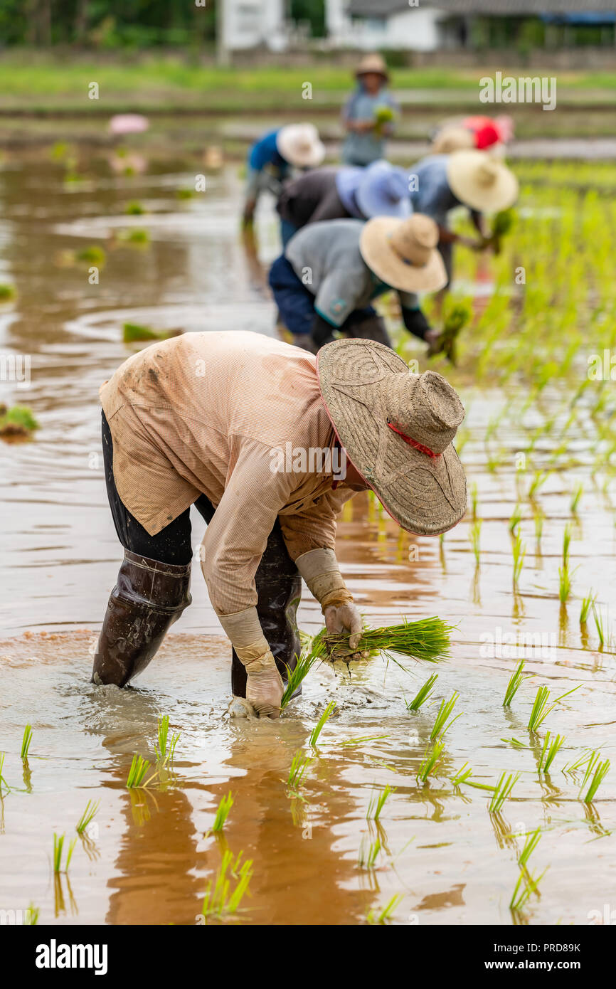 Transplanting rice in a rice field hi-res stock photography and images ...