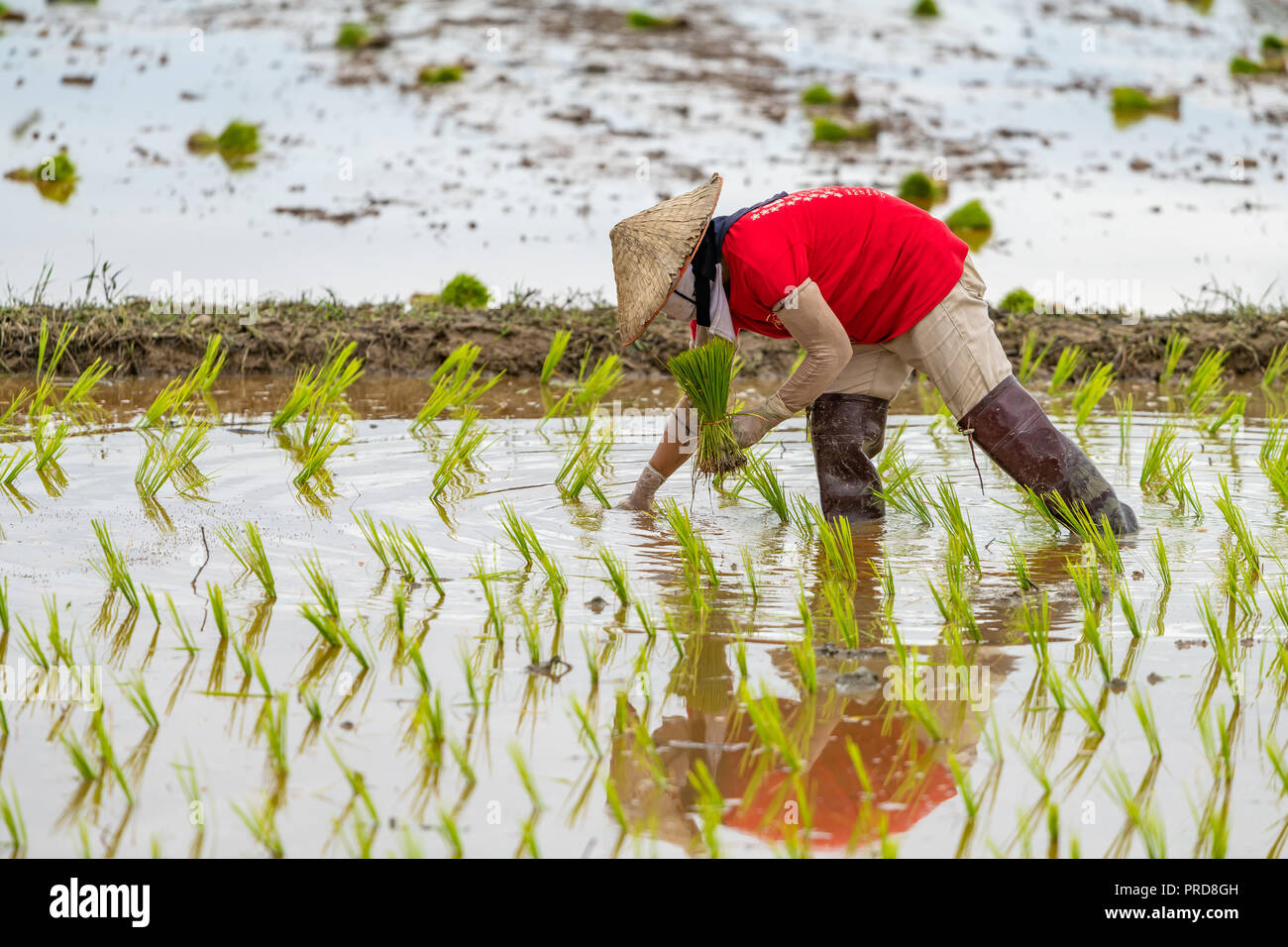 Thai farmer transplant rice seedlings in a paddy field during the rainy ...