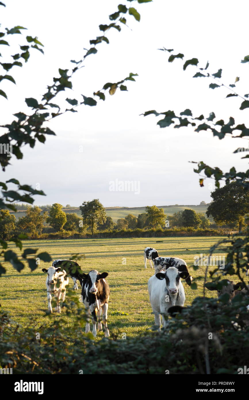 Hole in hedge hi-res stock photography and images - Alamy