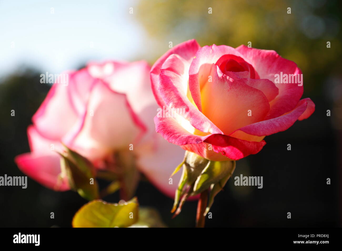 Roses in Bloom Stock Photo - Alamy