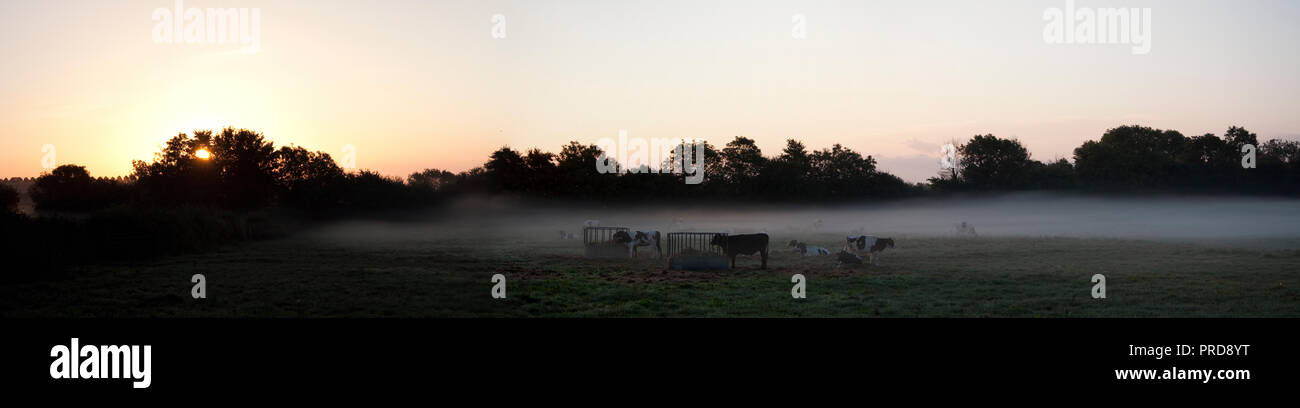 Cows eat hay water hi-res stock photography and images - Alamy