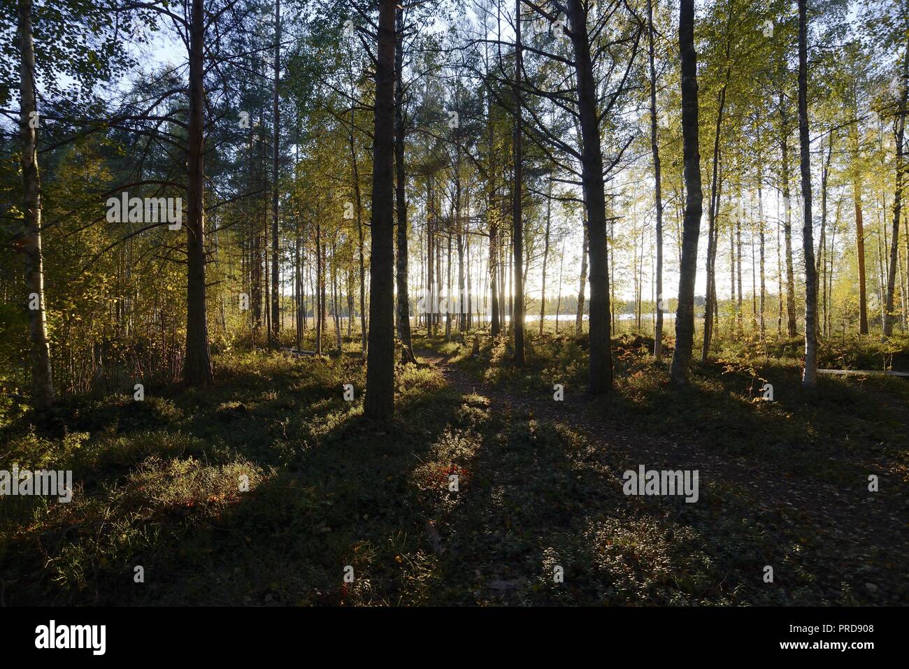 autumn forest in the north of Europe in Finland Stock Photo - Alamy