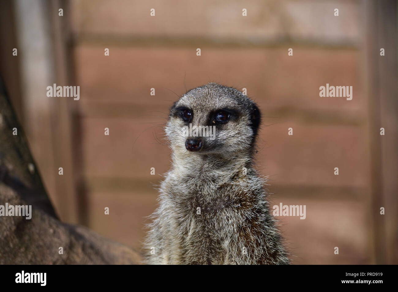 Meerkat face hi-res stock photography and images - Alamy