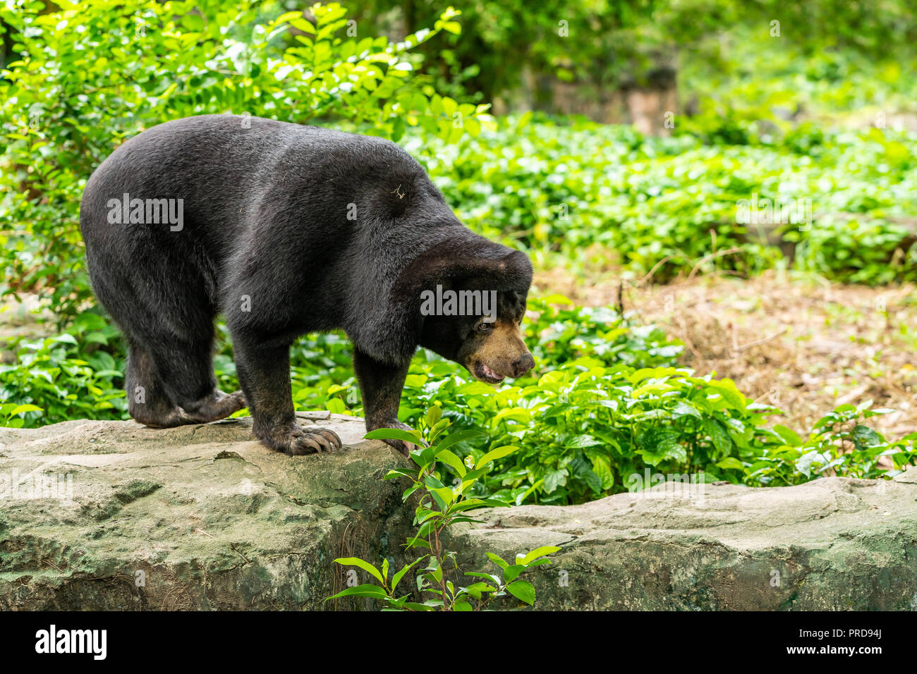 A Malayan Sun Bear is standing on the rock in a zoo Stock Photo - Alamy