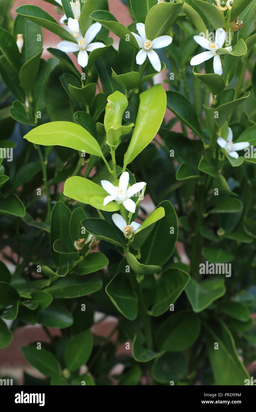 Citrus Pollination High Resolution Stock Photography and Images - Alamy