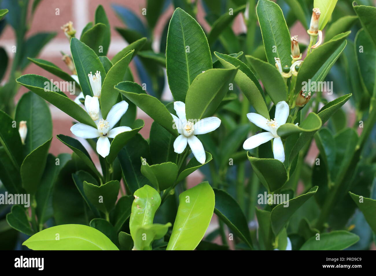 Citrus Pollination High Resolution Stock Photography and Images - Alamy