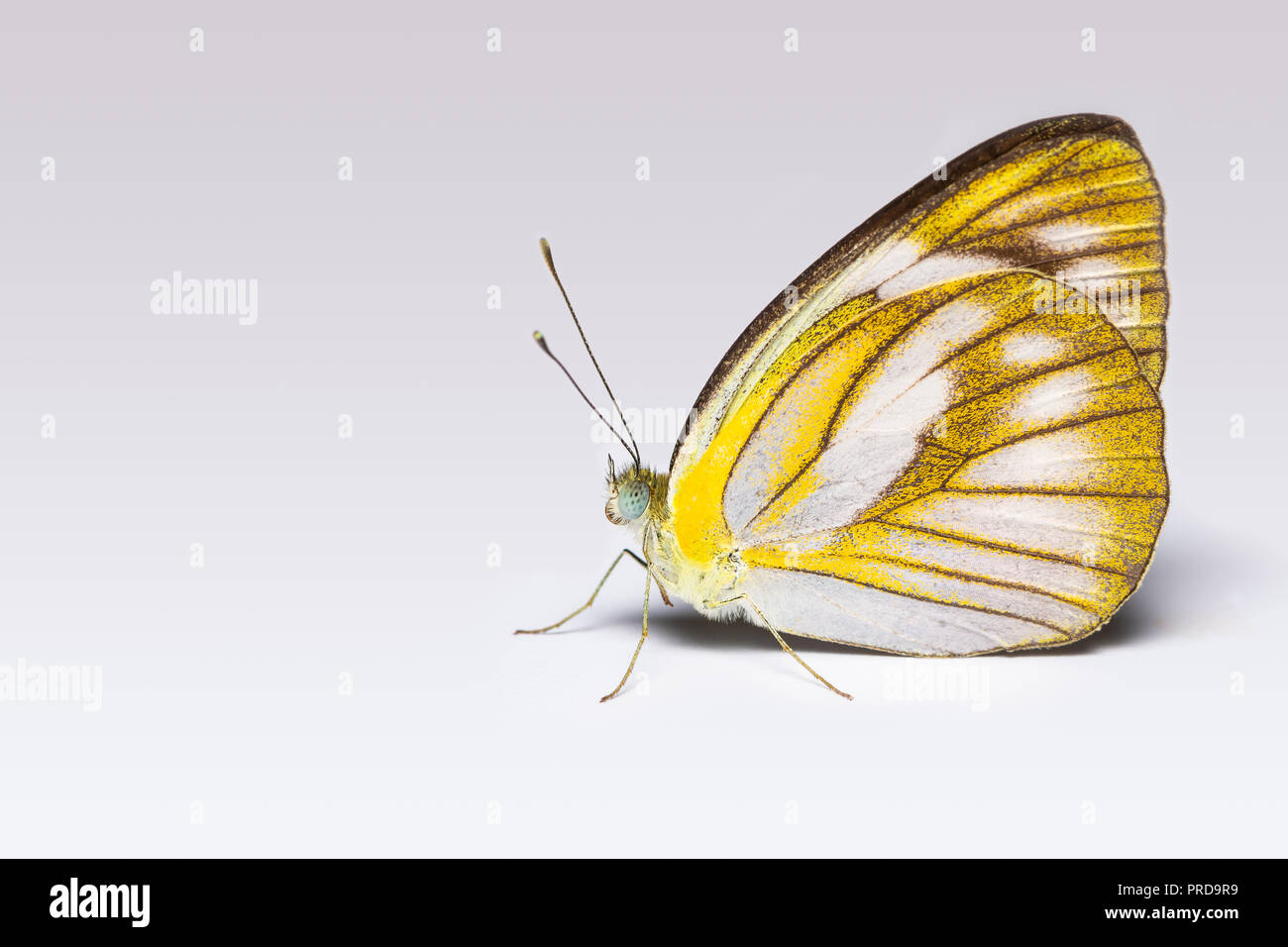 The striped albatross hi-res stock photography and images - Alamy