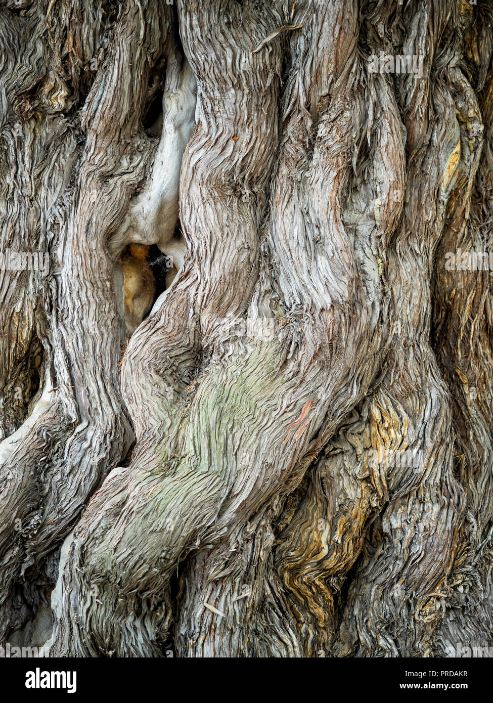 Temple of Heaven Garden, impressive tronk tree, Beijing, China Stock ...