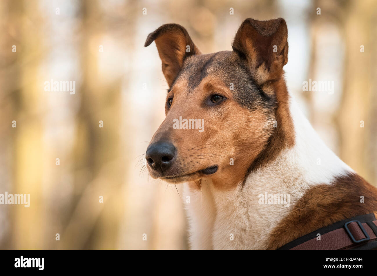 Short haired collie hi-res stock photography and images - Alamy
