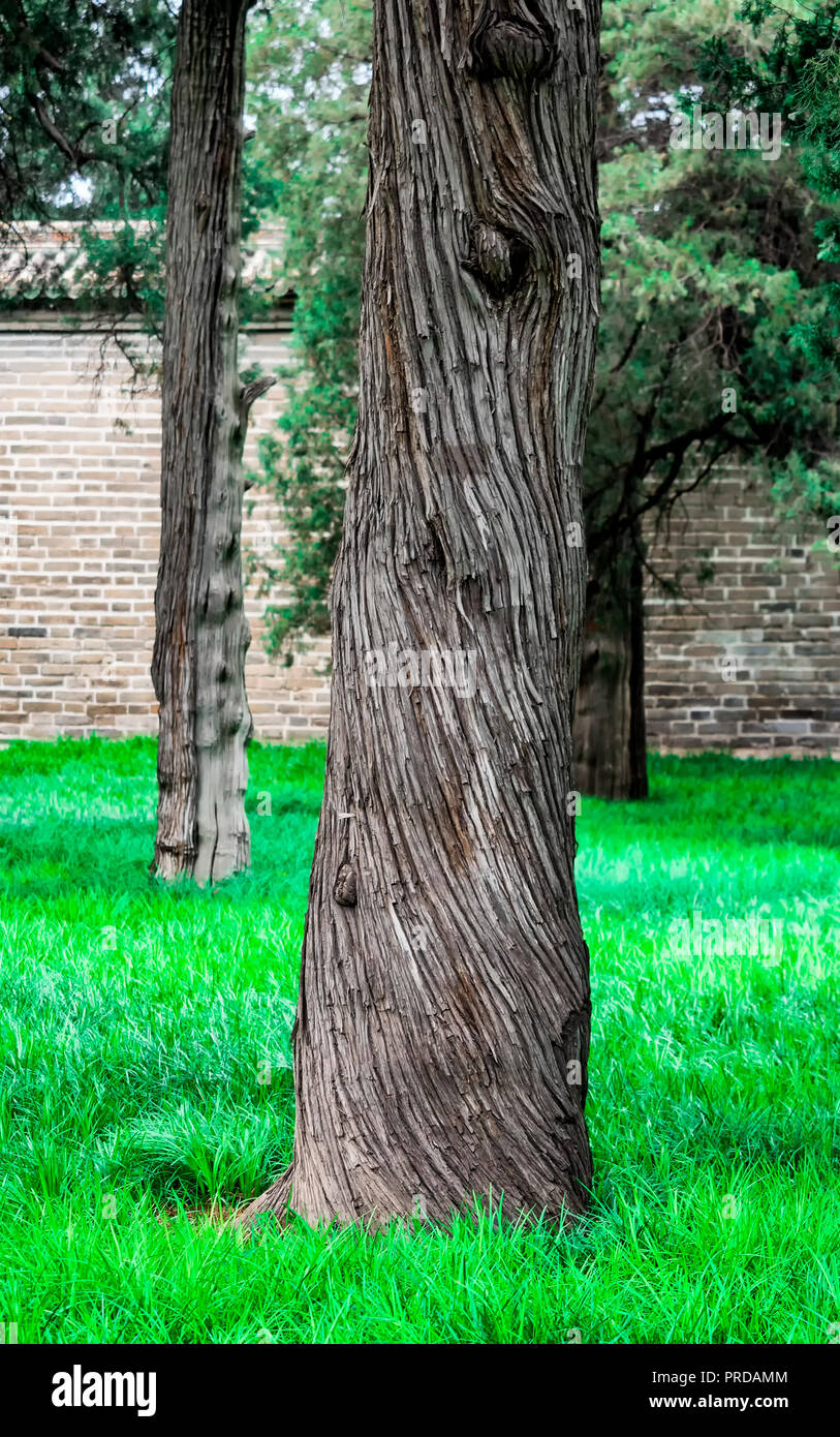 Temple of Heaven Garden, impressive tronk tree, Beijing, China Stock ...