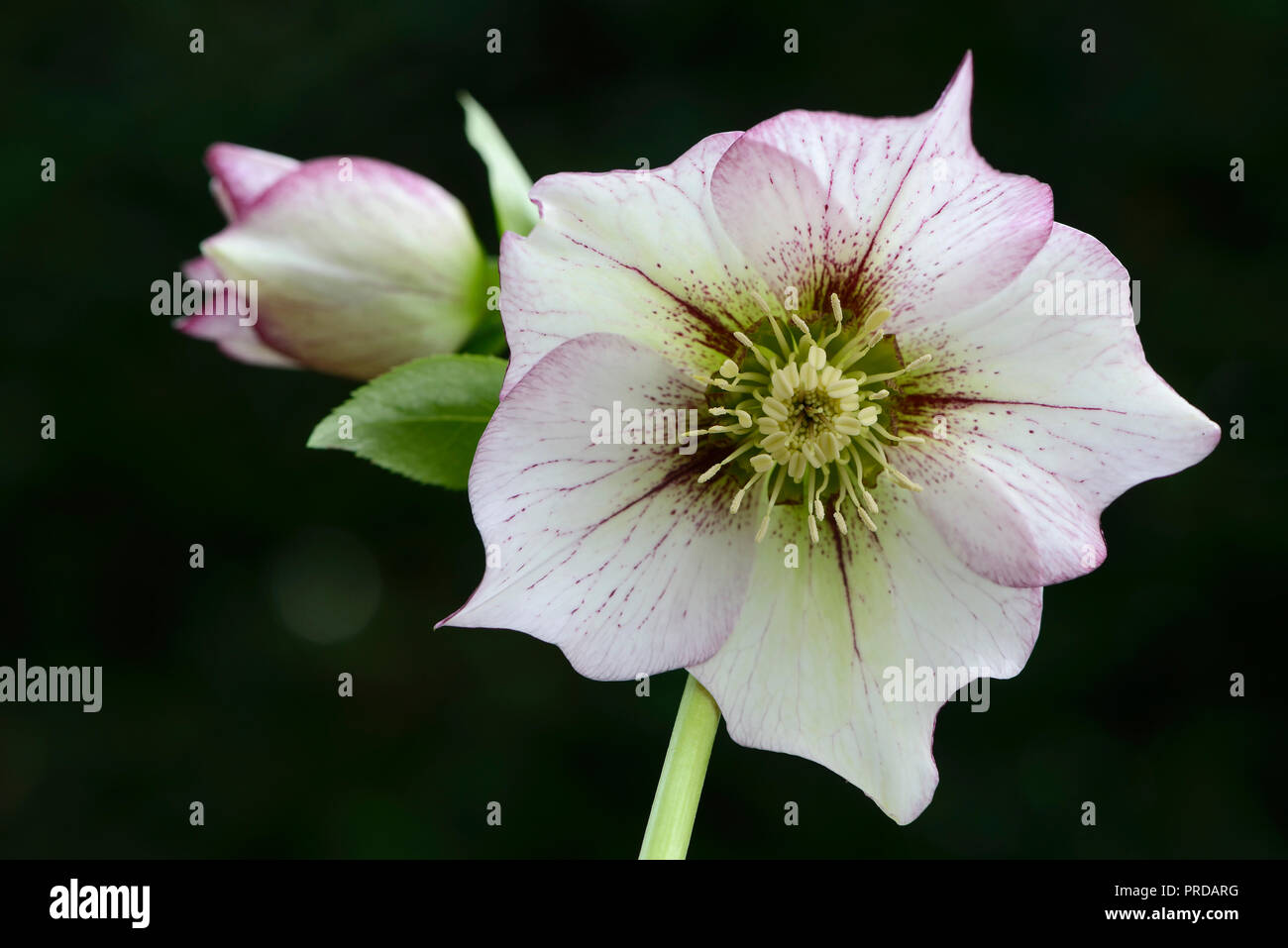 Lenten rose hi-res stock photography and images - Alamy