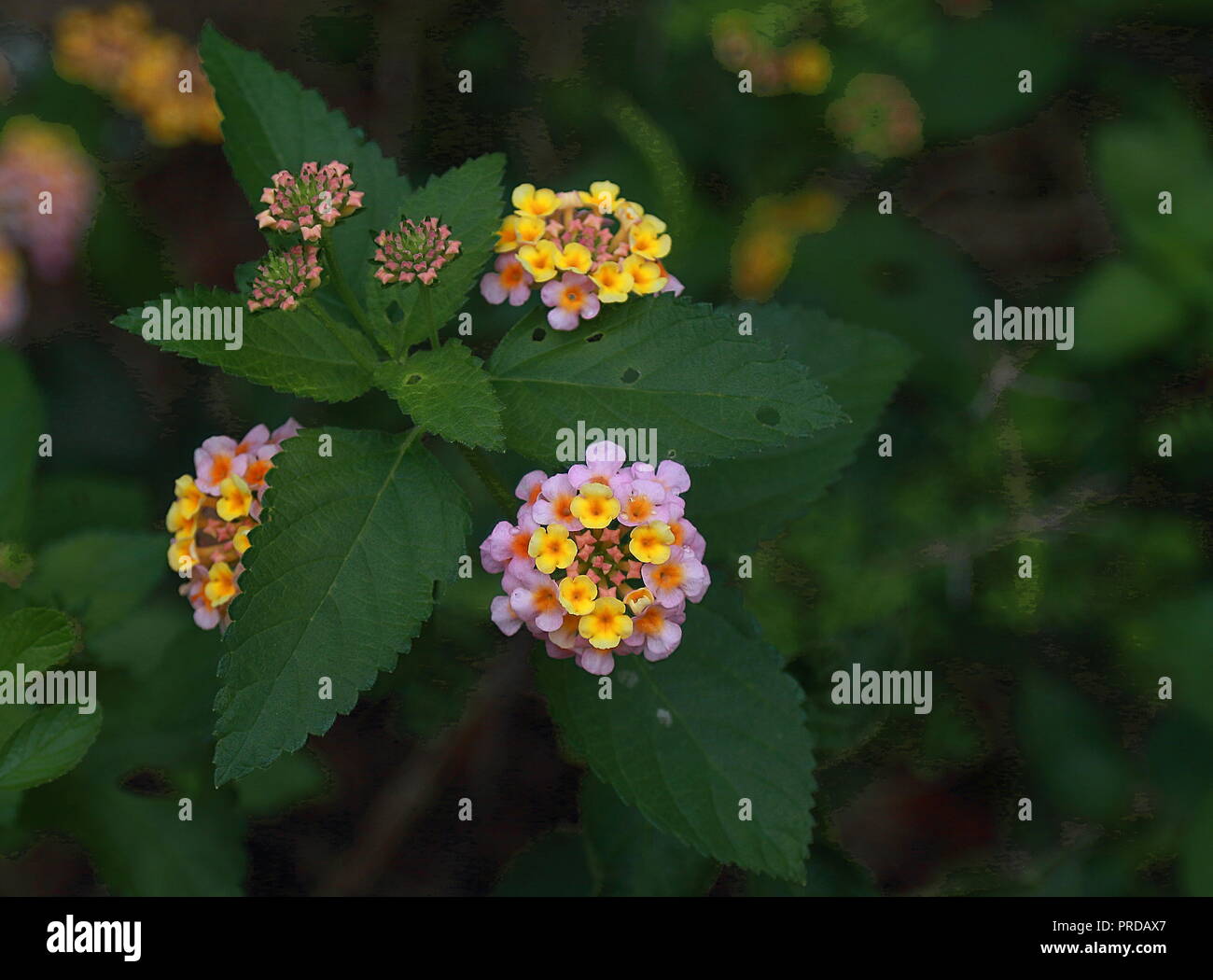 Lantana camara. Beautiful small flowers tickberry and green leaves ...