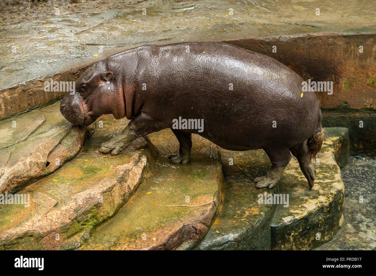 The pygmy hippopotamus is a small hippopotamid which is native to the ...