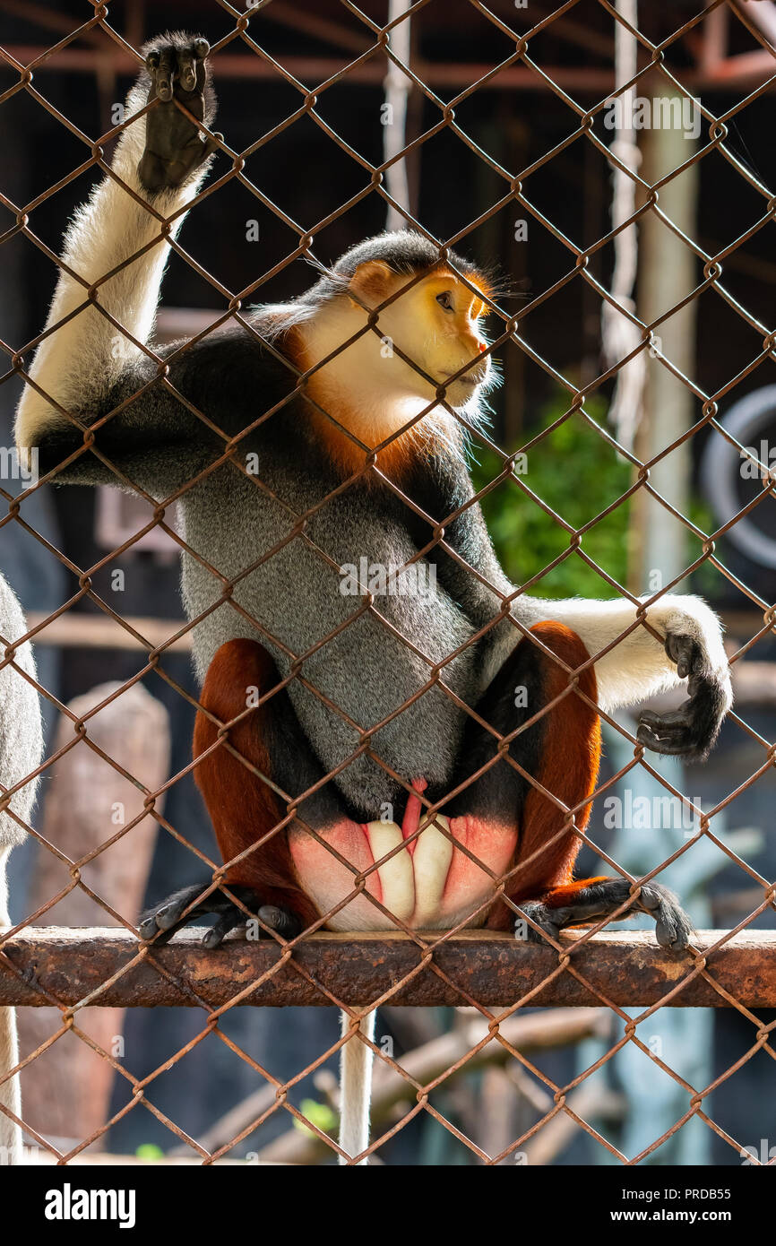 Red shanked douc in captivity hi-res stock photography and images - Alamy