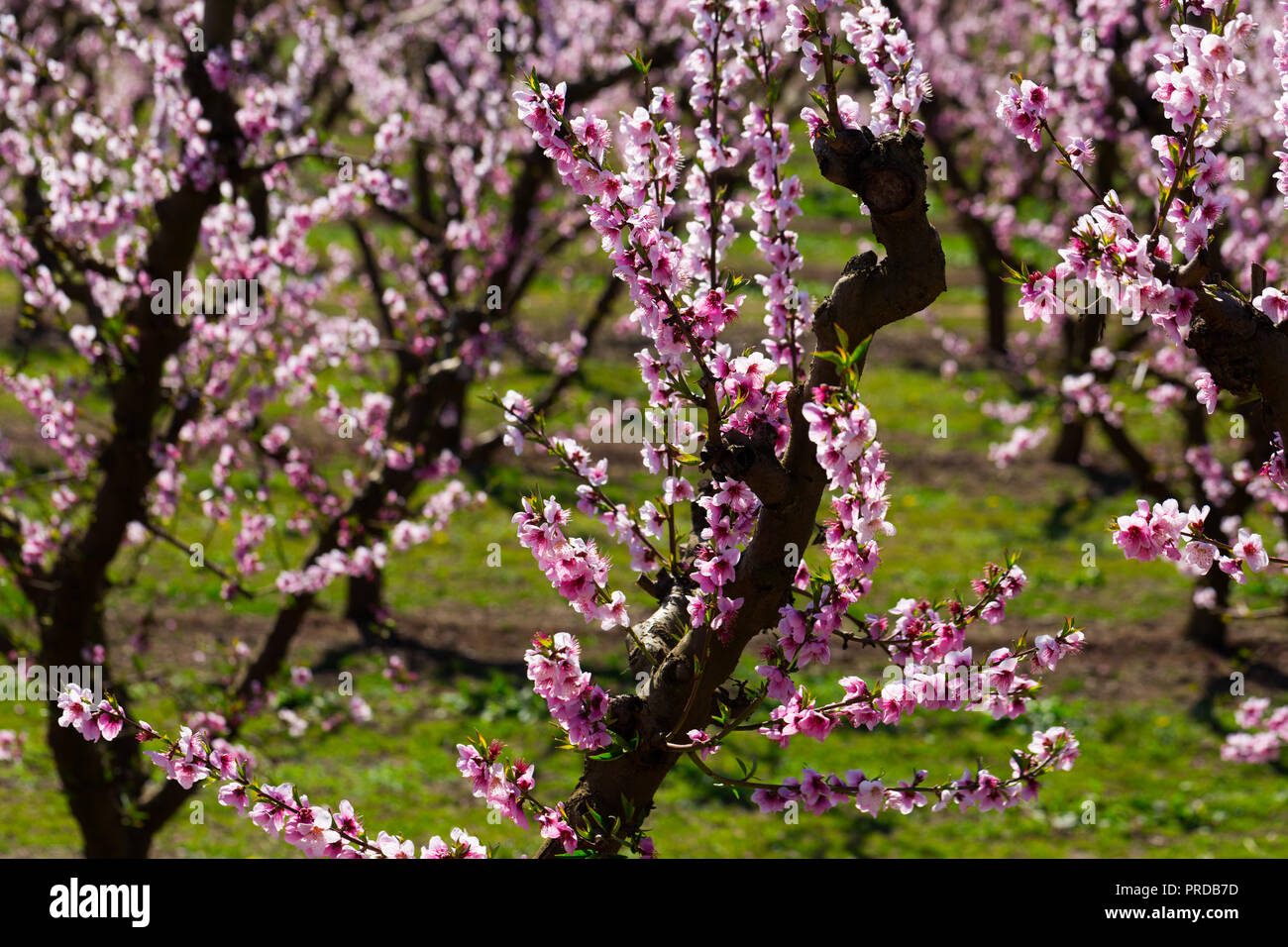Romantic flowering of peach trees in springtime Stock Photo - Alamy
