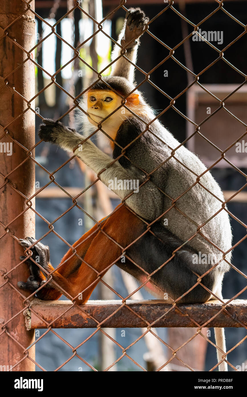 Grey shanked douc langur hi-res stock photography and images - Alamy