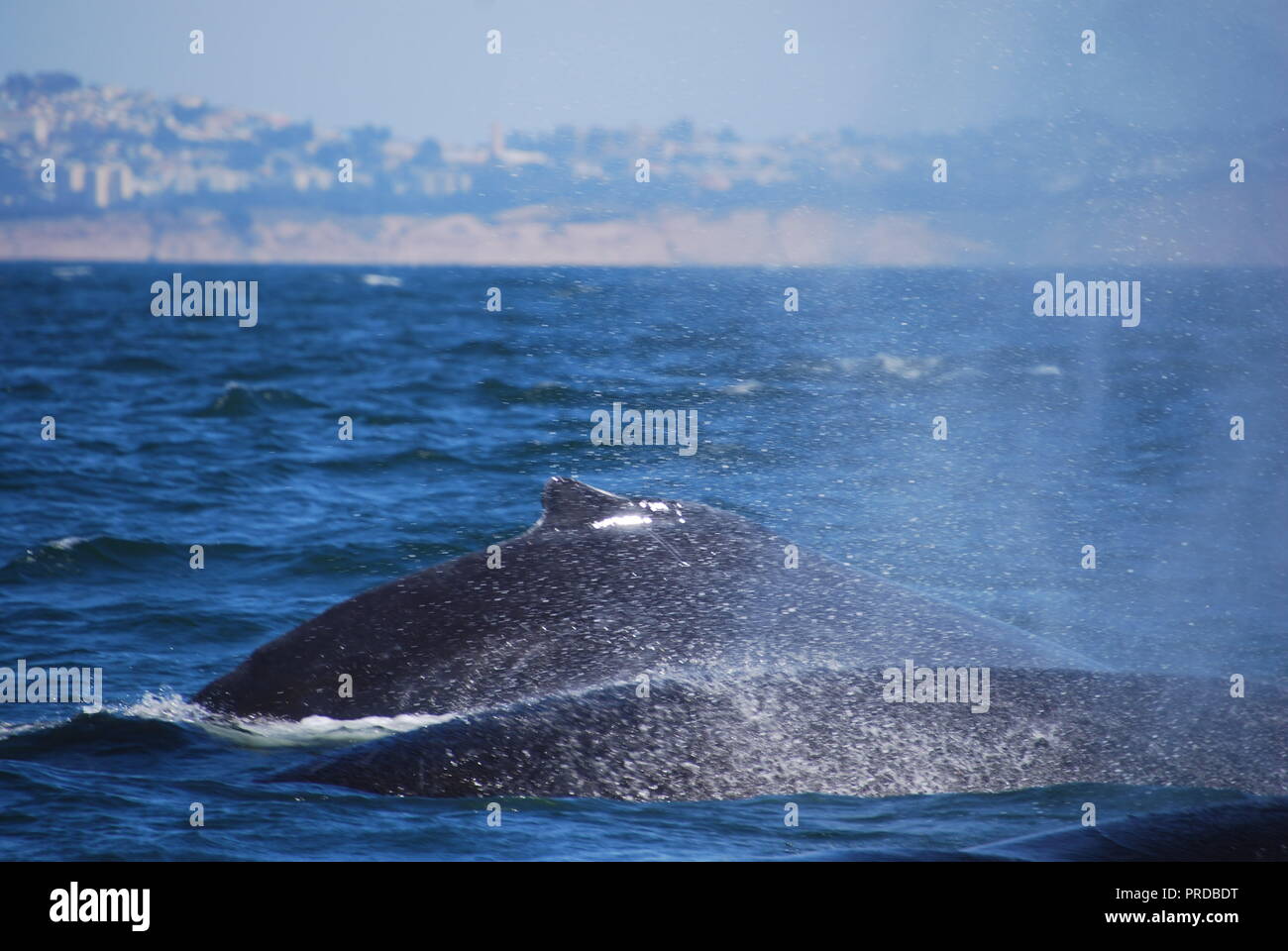 Spouting humpback whale hi-res stock photography and images - Alamy