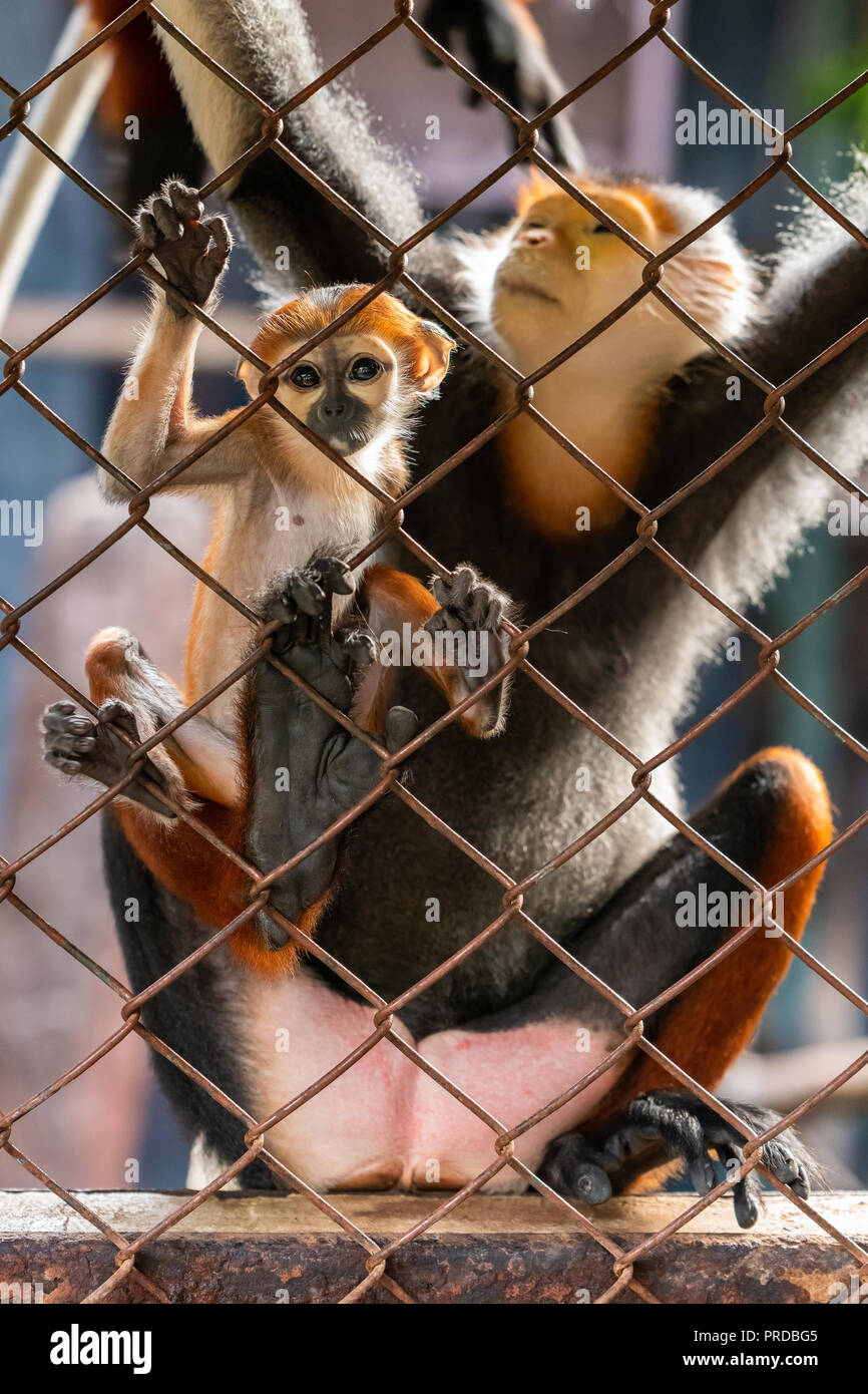 Grey shanked douc langur hi-res stock photography and images - Alamy