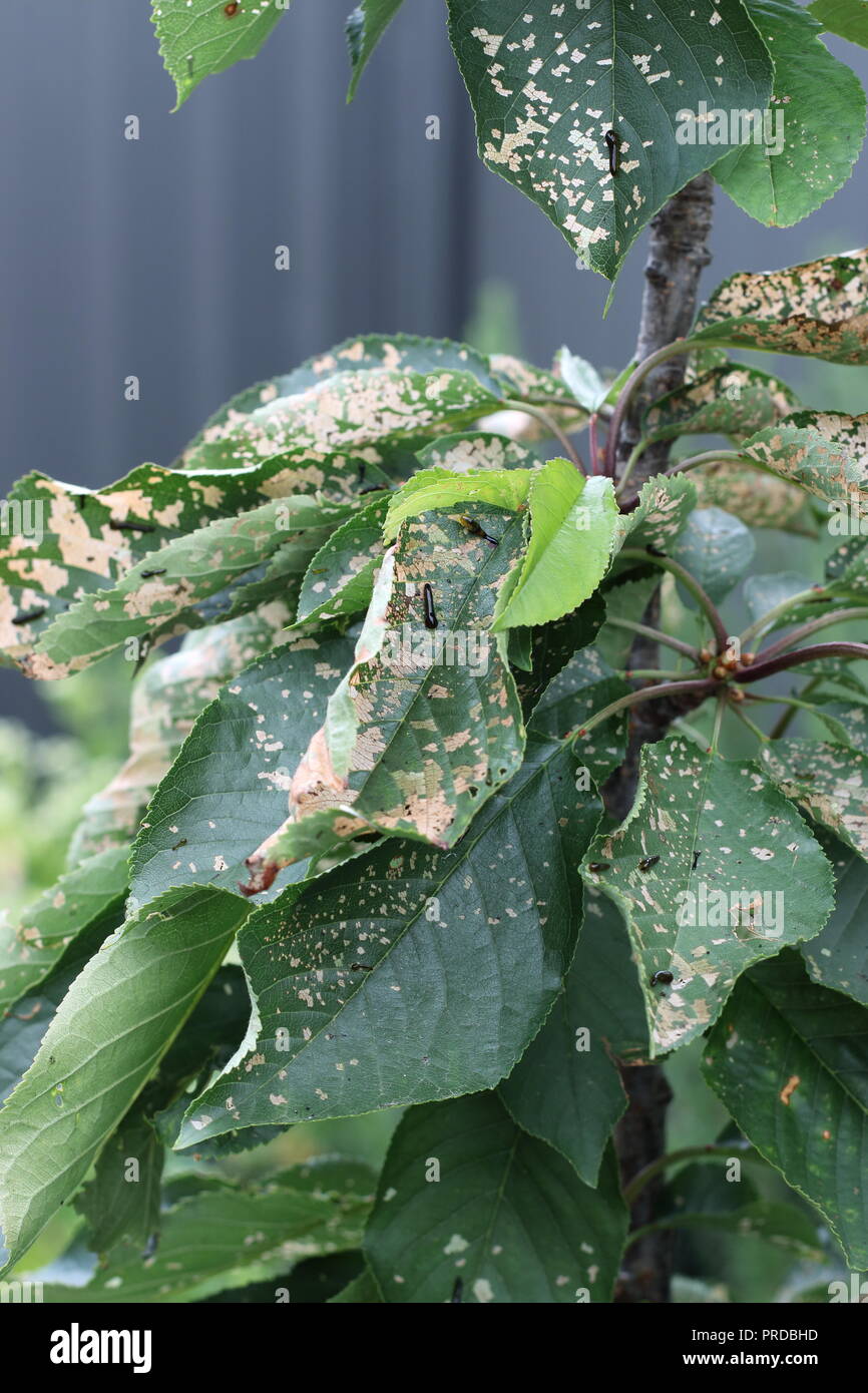 Diseased pear hi-res stock photography and images - Alamy