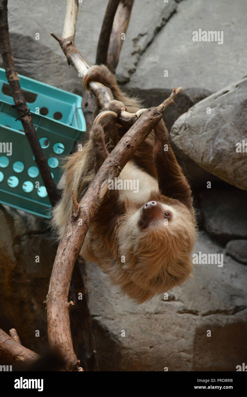 Sloth on a branch Stock Photo - Alamy