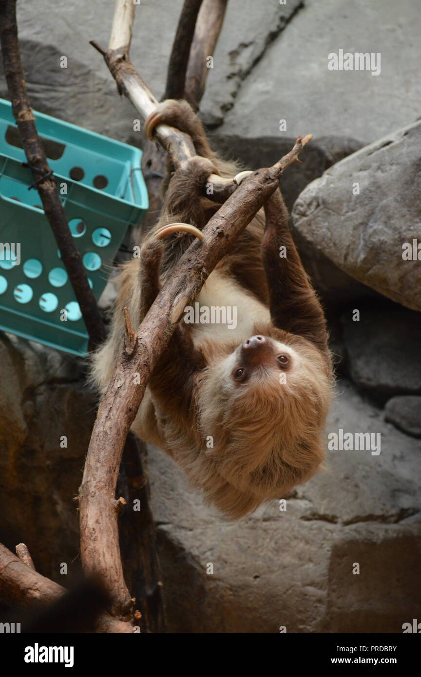 Sloth on a branch Stock Photo - Alamy