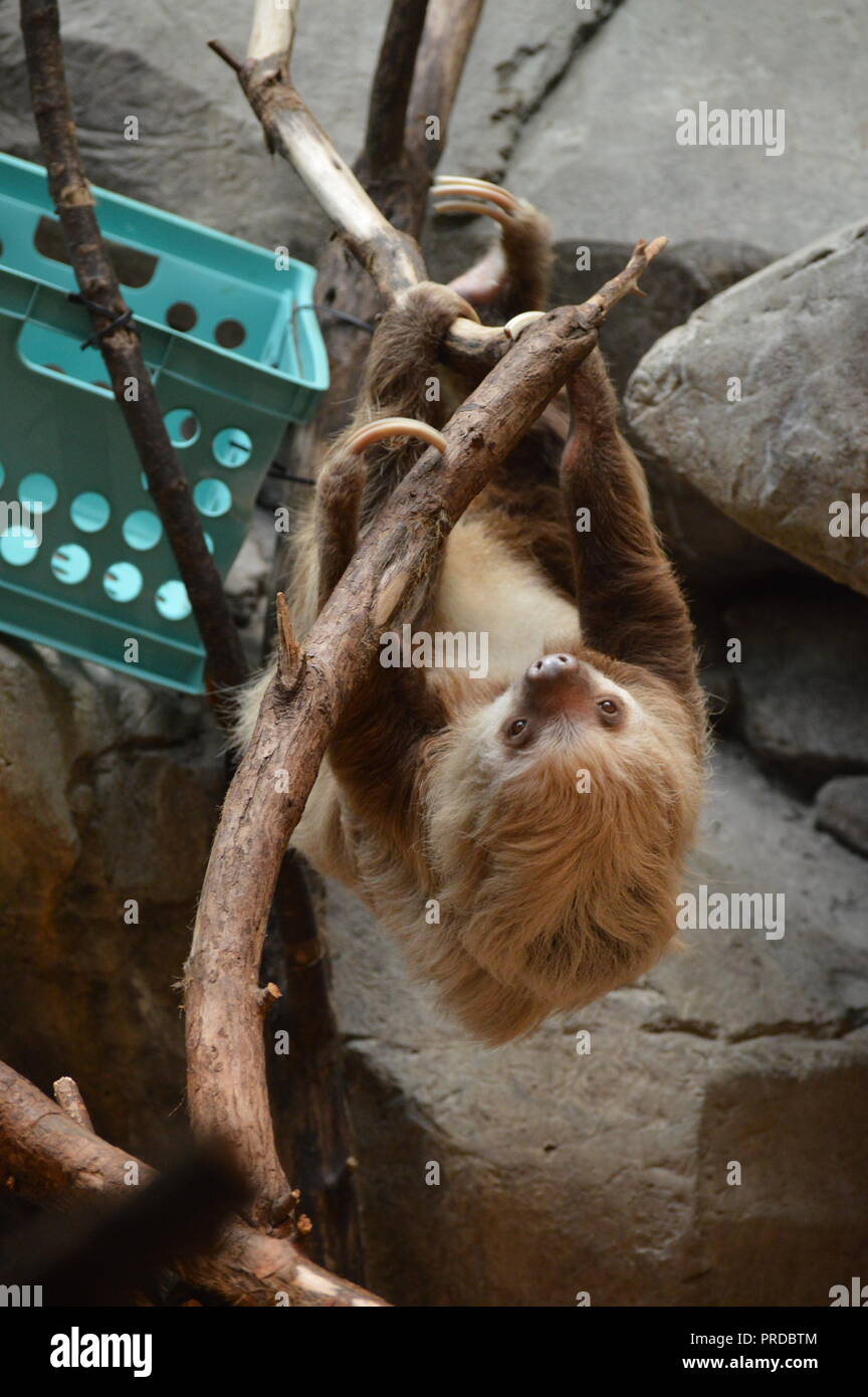 Sloth on branch hi-res stock photography and images - Alamy