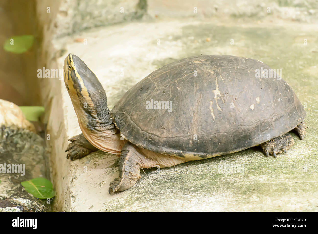 The brown turtle take in a zoo Stock Photo - Alamy