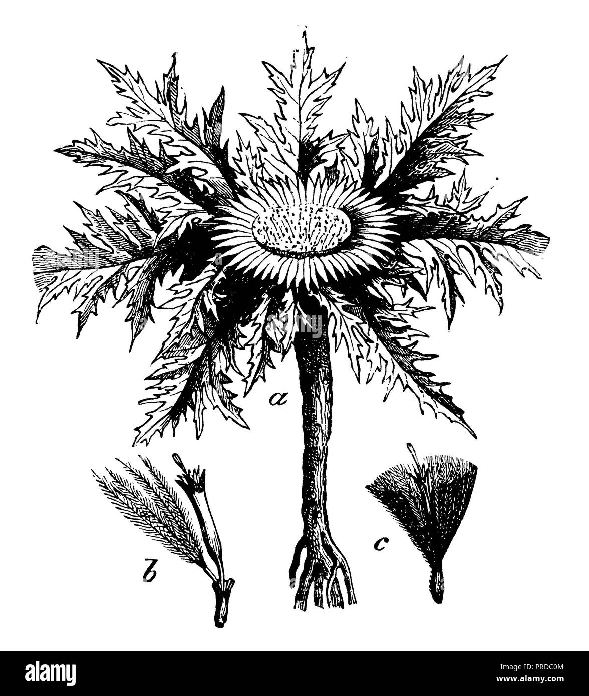 Carlina acaulis stemless carline thistle Cut Out Stock Images ...
