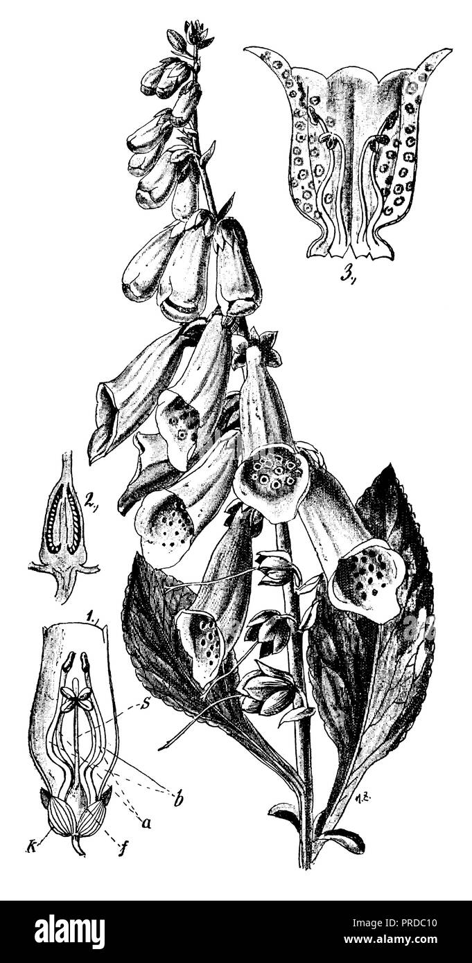 Digitalis purpurea foxglove common Cut Out Stock Images & Pictures - Alamy