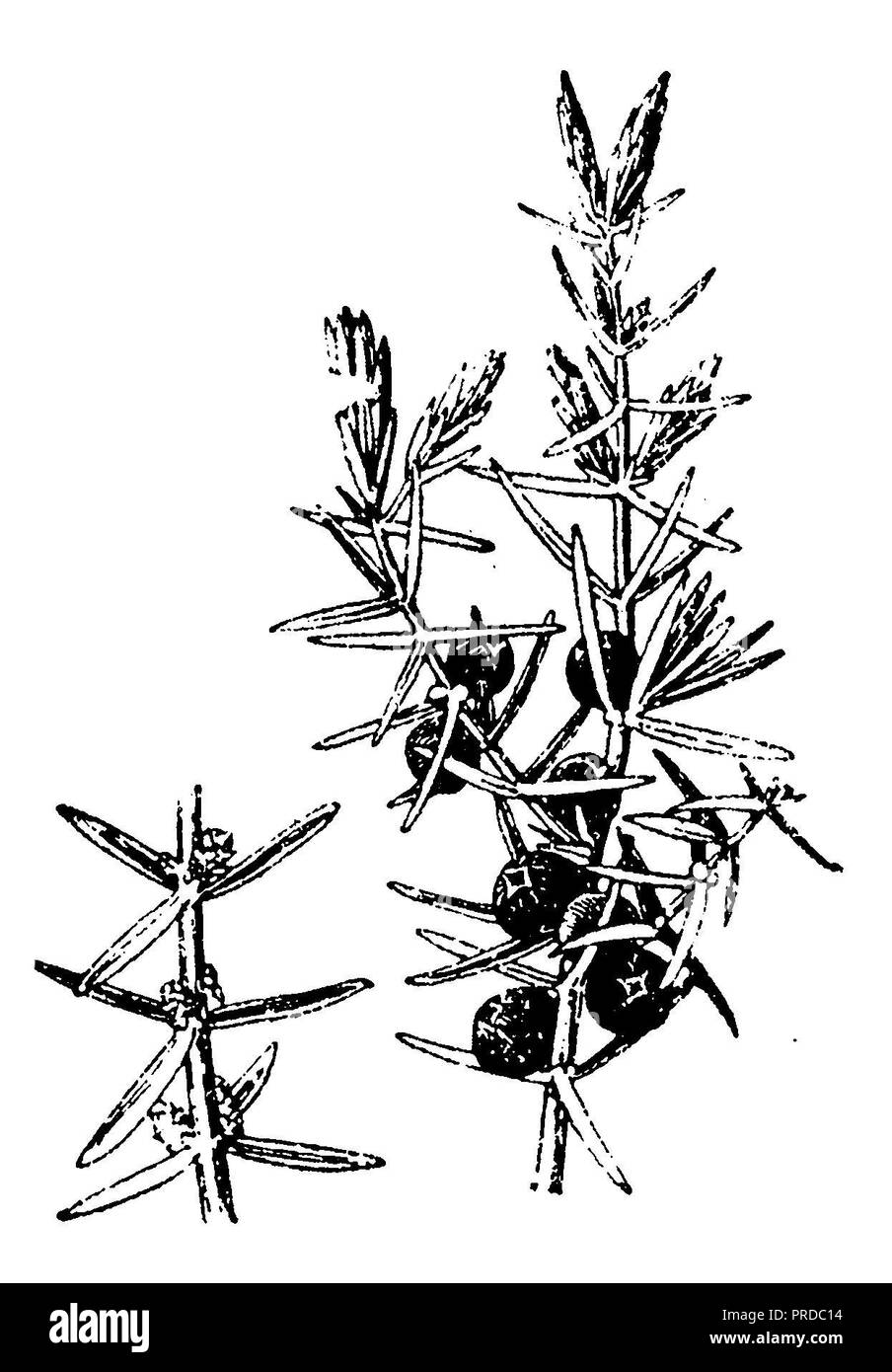 Botanical drawing juniper plant hi-res stock photography and images - Alamy