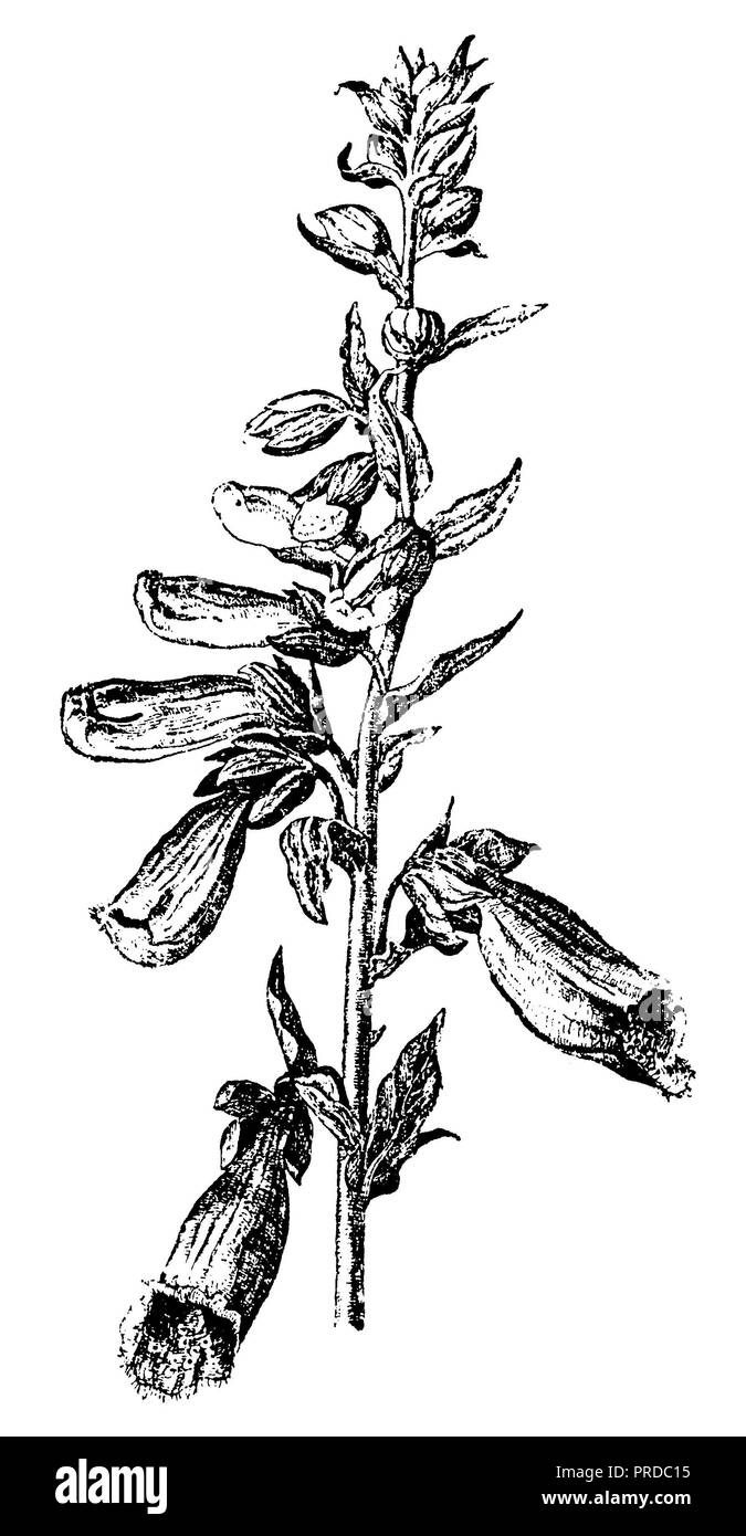 Digitalis purpurea foxglove common Cut Out Stock Images & Pictures - Alamy