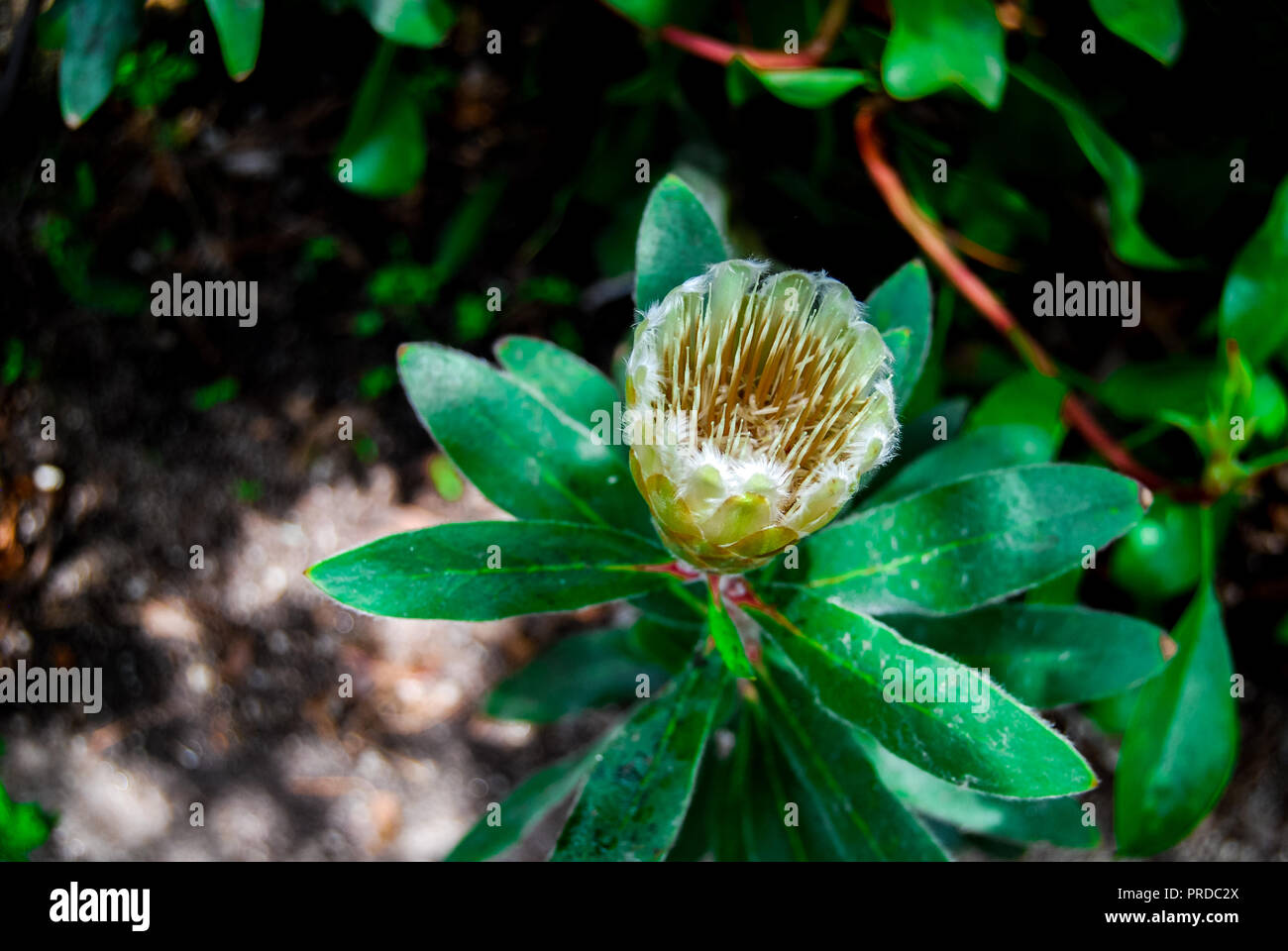 White flower at the Eden Project Stock Photo - Alamy