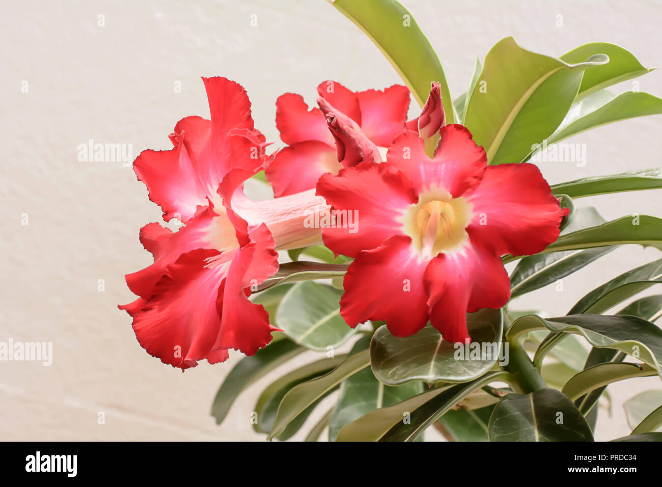 Desert Rose is a bright-colored flowers. Desert Roses are Thai Flower ...