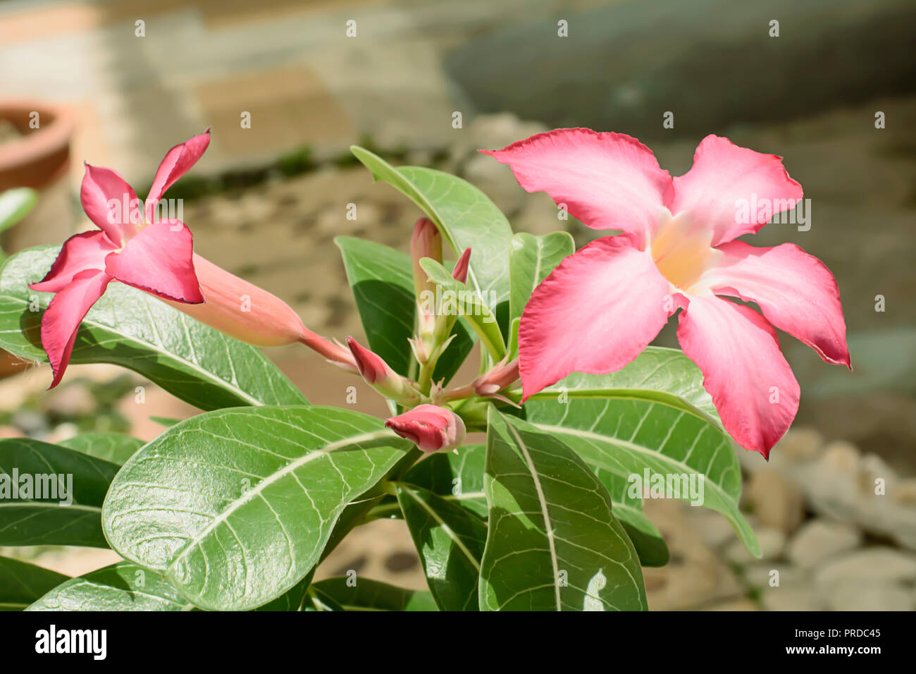 Desert Rose is a bright-colored flowers. Desert Roses are Thai Flower ...