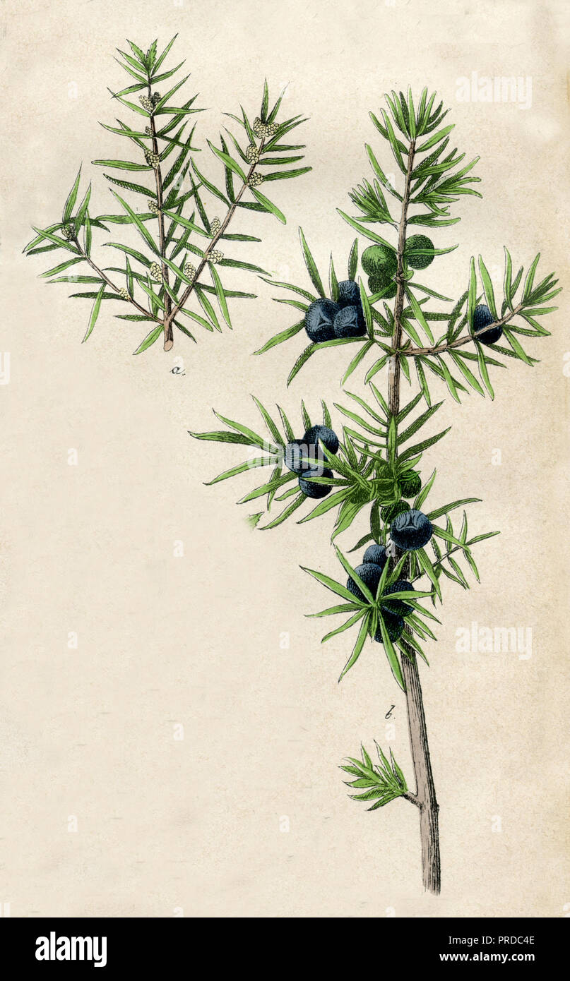 Botanical illustration juniper hi-res stock photography and images - Alamy