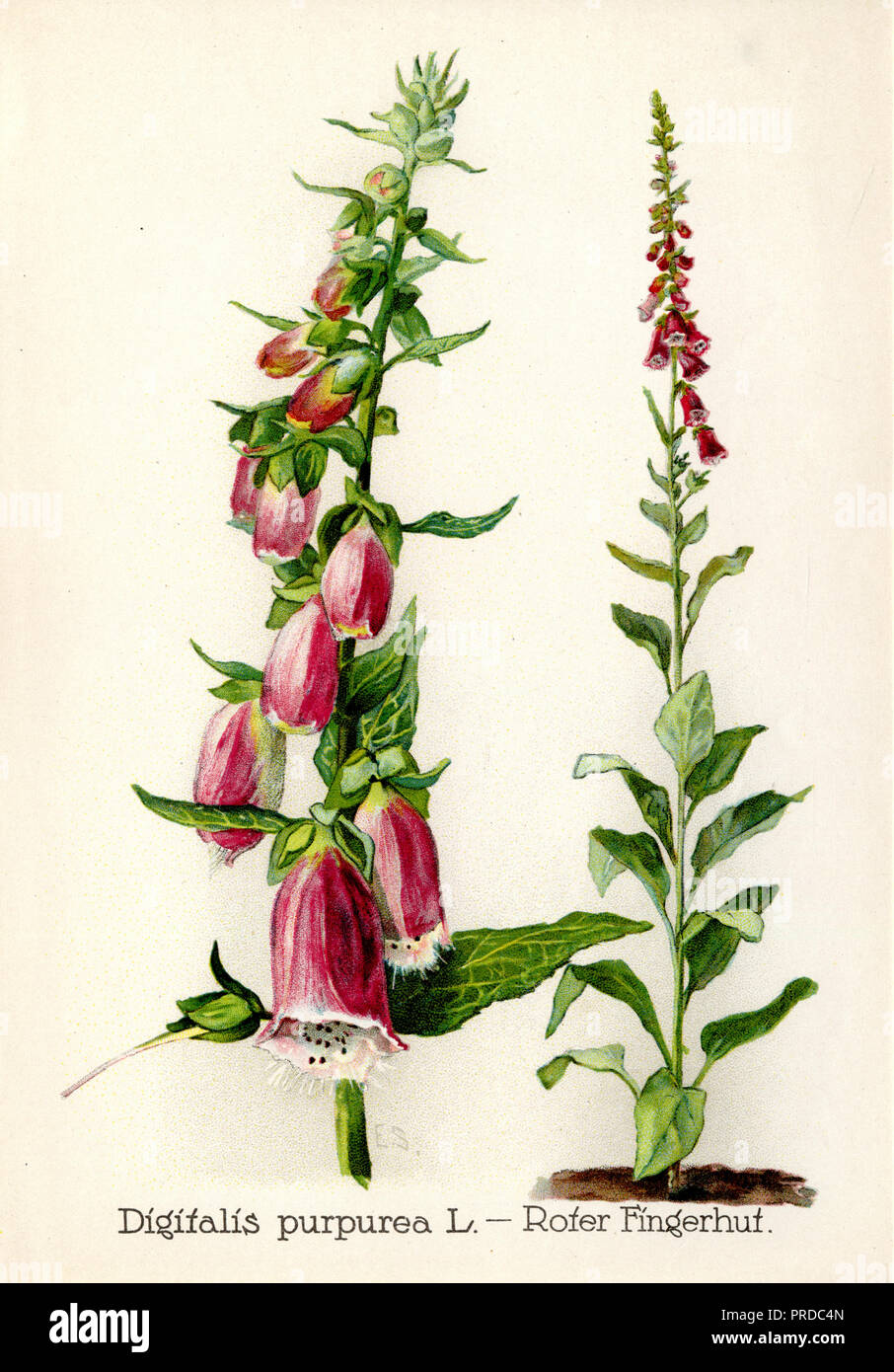 foxglove , 1922 Stock Photo - Alamy
