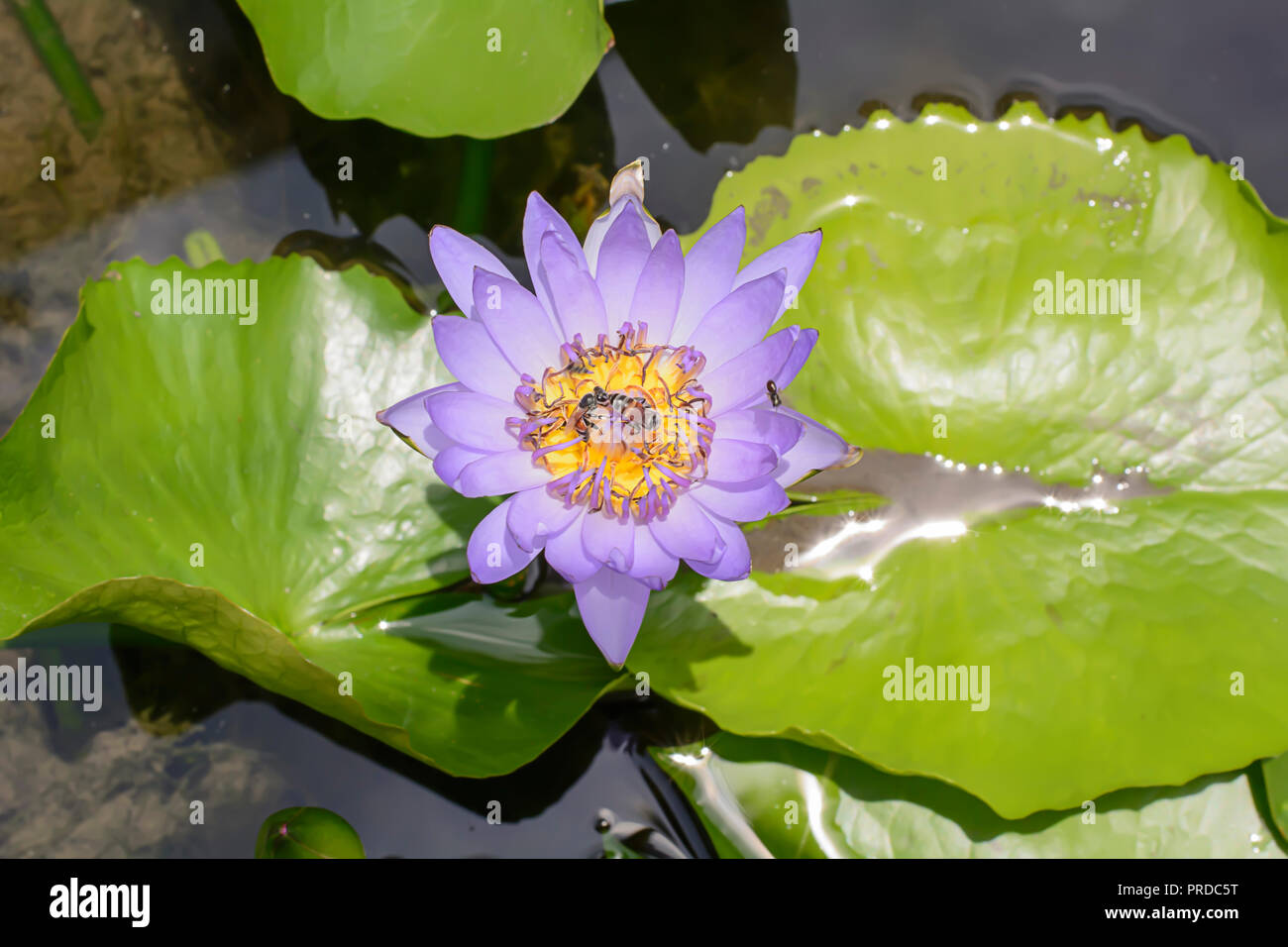 Bees are swarming lotus. The lotus in many colors is very beautiful ...